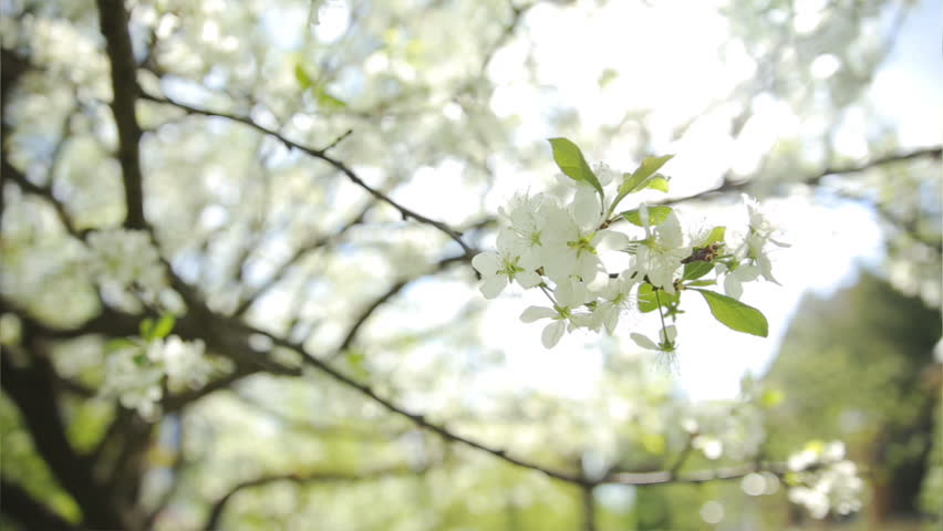 Natural Spring Background - Branches Of Cherry Tree With White Flowers ...