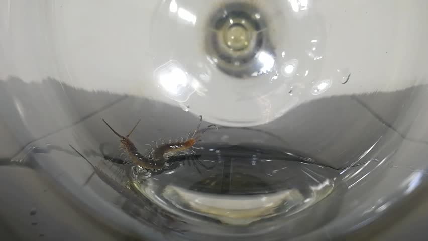 Centipede Stock Video Footage - 4K and HD Video Clips | Shutterstock