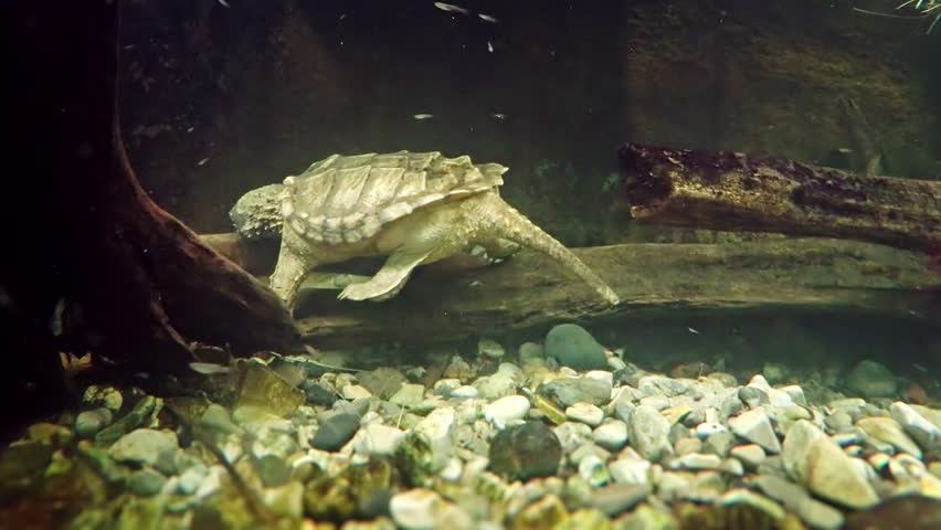 Stock video of alligator snapping turtle. swims around his | 1007061505 ...