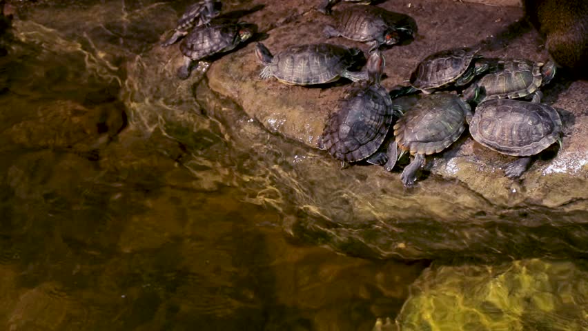 Underwater photo of a turtle image - Free stock photo - Public Domain ...