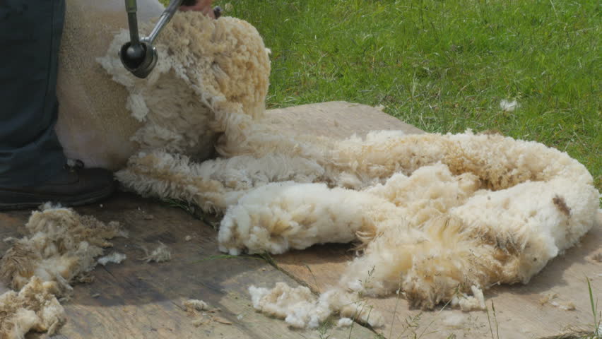 Footage of Shearing White Wool Stock Footage Video (100% Royalty-free ...