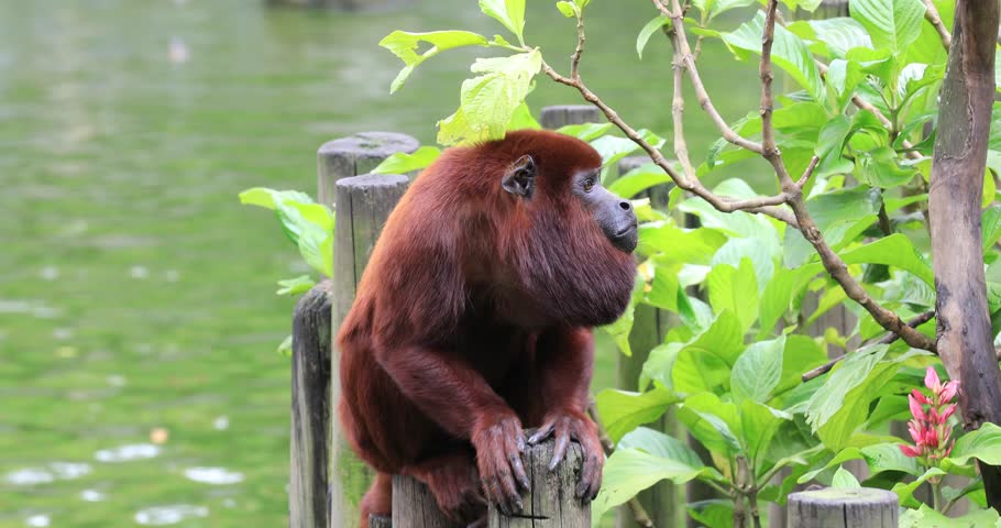 Red Howler Monkey Stock Footage Video (100% Royalty-free) 1007383615 ...