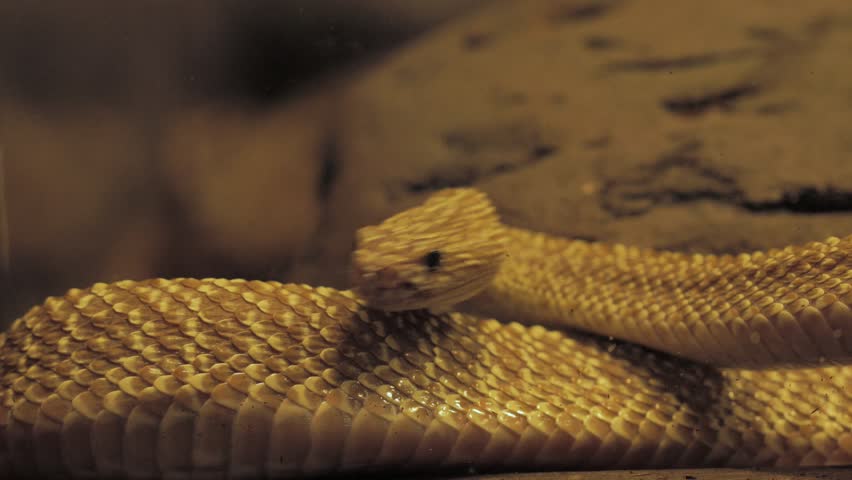 Yellow Venomous Snake image - Free stock photo - Public Domain photo ...
