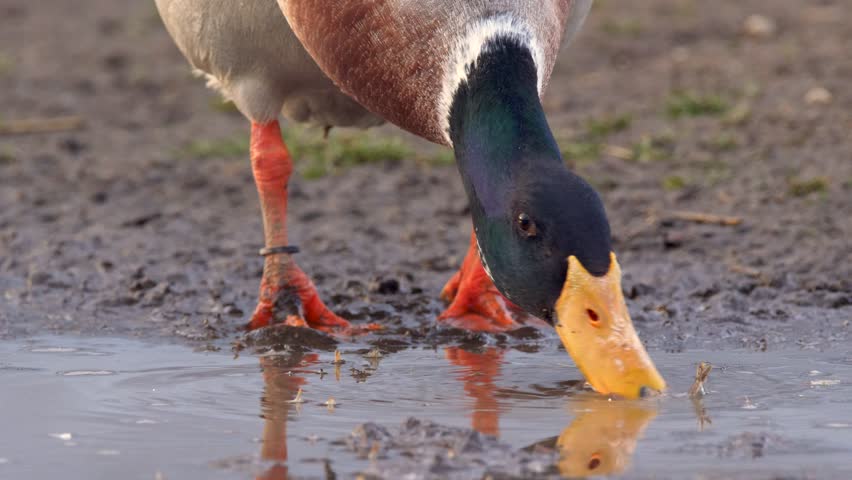 Snail on the beak of a duck image - Free stock photo - Public Domain ...