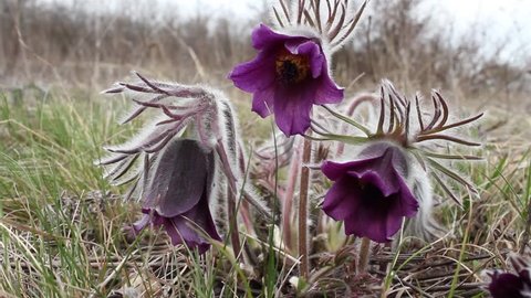 Native Denmark Flowers | Best Flower Site