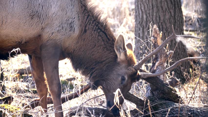 Male Deer with large antlers closeup image - Free stock photo - Public ...