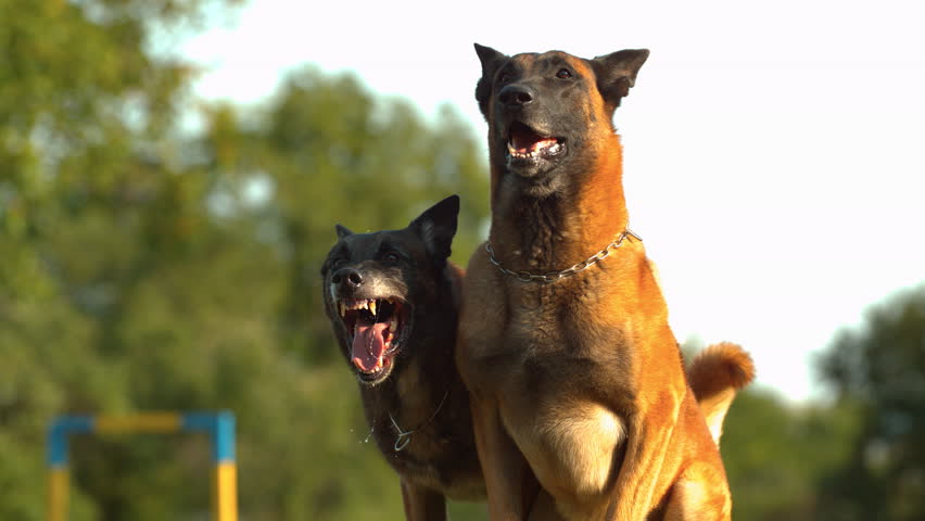 Two Dogs in Slow Motion Stock Footage Video (100% Royalty-free ...