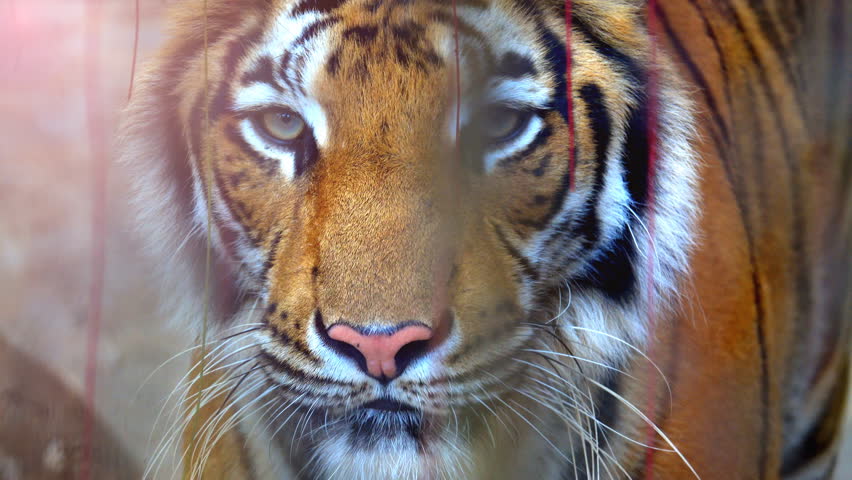 Tiger Stripes pattern and fur image - Free stock photo - Public Domain ...