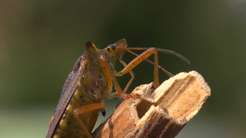 Bug on a twig image - Free stock photo - Public Domain photo - CC0 Images