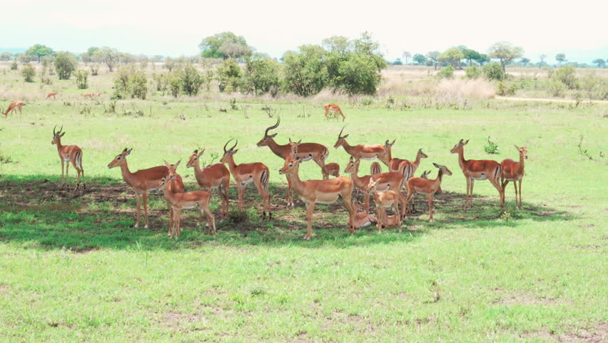Beautiful Impala Antelope in the wild image - Free stock photo - Public ...