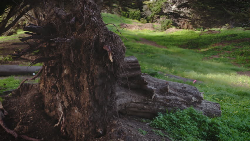 Fallen over Tree stump image - Free stock photo - Public Domain photo ...