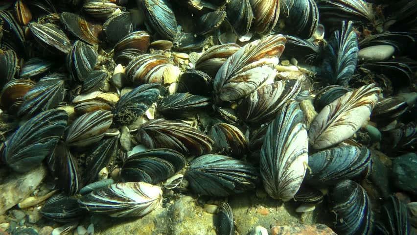 Blue Mussel - Mytilus edulis image - Free stock photo - Public Domain ...