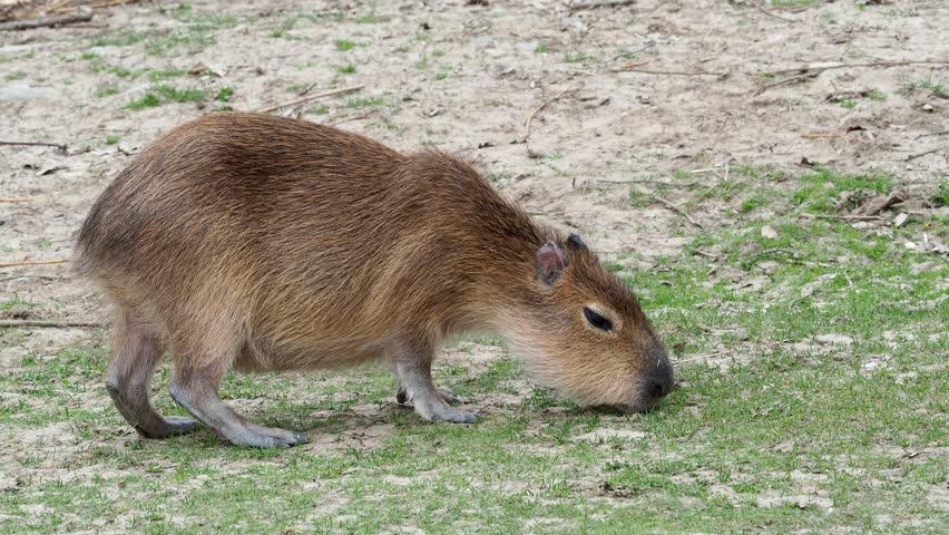 Capybara image - Free stock photo - Public Domain photo - CC0 Images