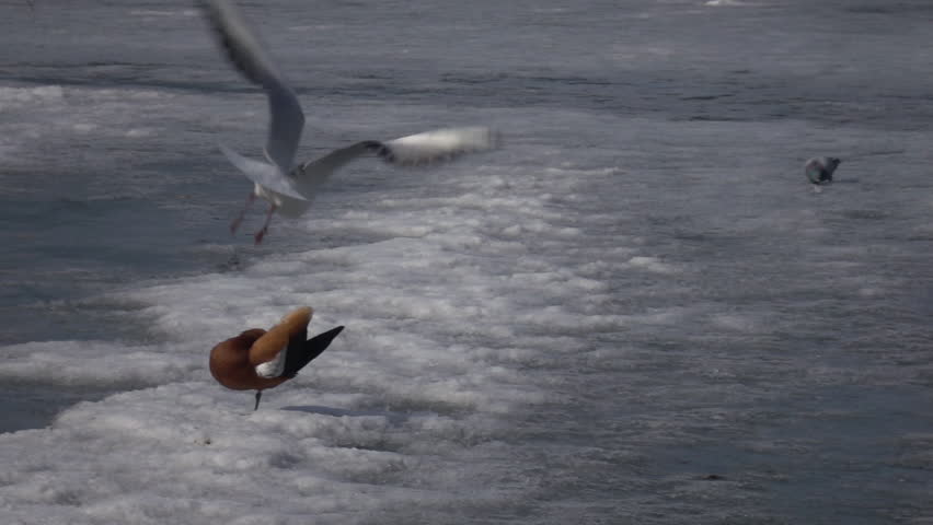 Ruddy Ducks image - Free stock photo - Public Domain photo - CC0 Images
