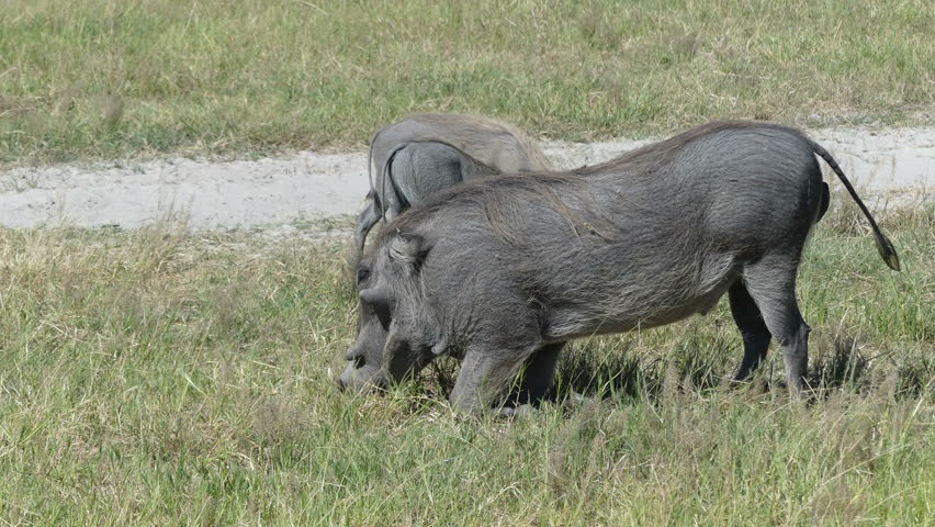 Warthog image - Free stock photo - Public Domain photo - CC0 Images