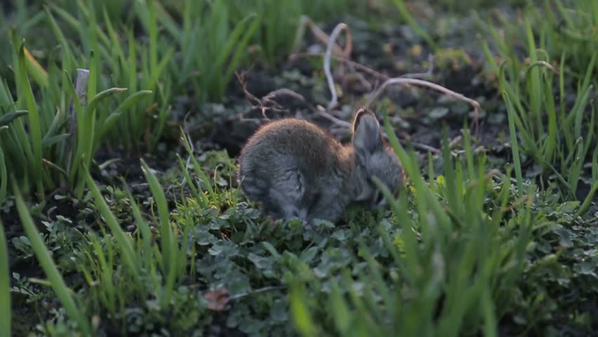 Cottontail Stock Video Footage - 4K and HD Video Clips | Shutterstock
