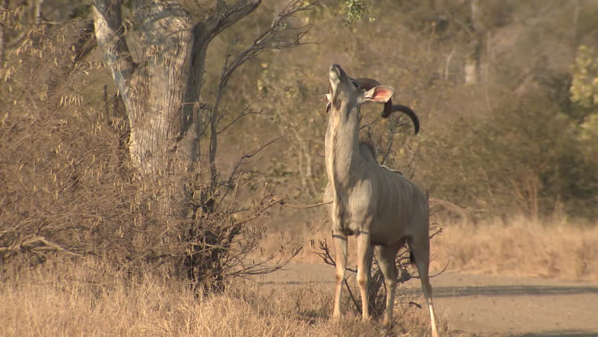 Kudu Stock Video Footage - 4K and HD Video Clips | Shutterstock