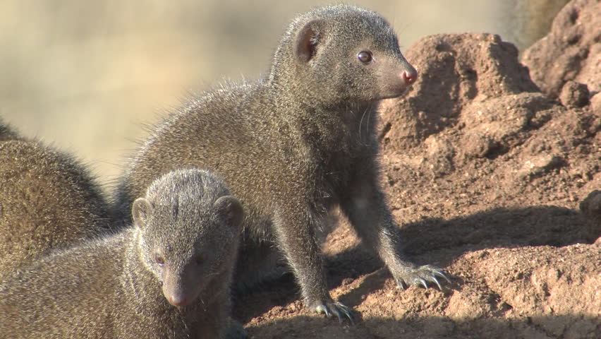 Dwarf Mongoose image - Free stock photo - Public Domain photo - CC0 Images