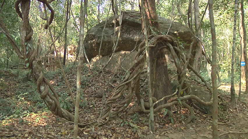 Wide Shot of Forest Near Stock Footage Video (100% Royalty-free ...