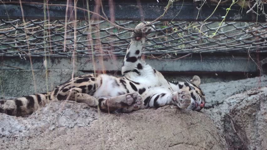 Clouded Leopard image - Free stock photo - Public Domain photo - CC0 Images