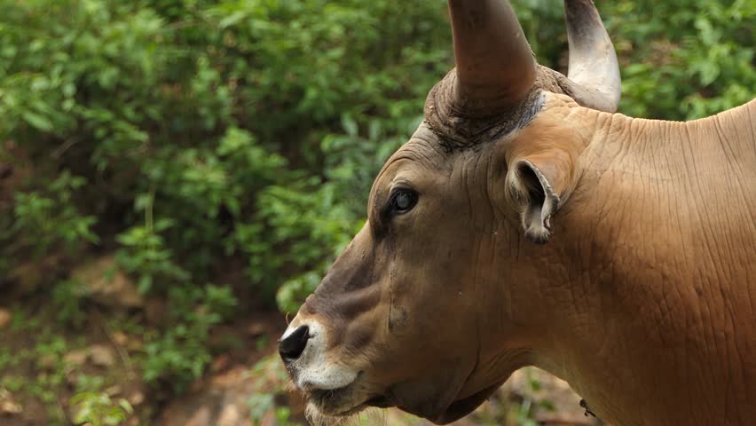 Banteng image - Free stock photo - Public Domain photo - CC0 Images