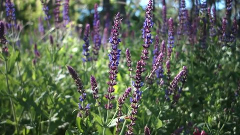 Steppe Flowers Stock Video Footage - 4K and HD Video Clips | Shutterstock