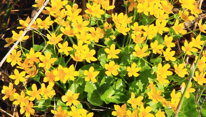 Grasses, plants, and flowers in the Marsh image - Free stock photo ...