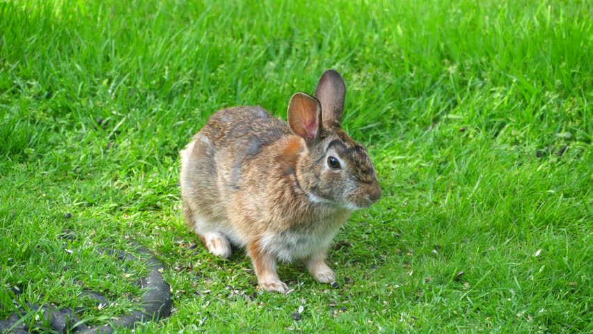 Wild Rabbit Green Grass Wildlife Stock Footage Video (100% Royalty-free ...