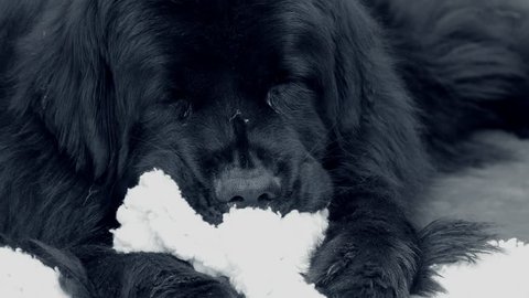 Are Newfoundlands Lazy