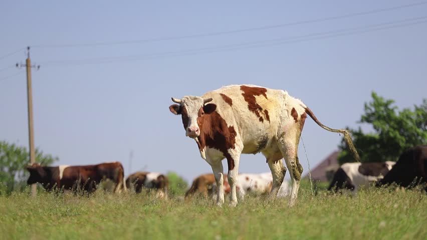 Cow Peeing Stock Video Footage - 4K and HD Video Clips | Shutterstock