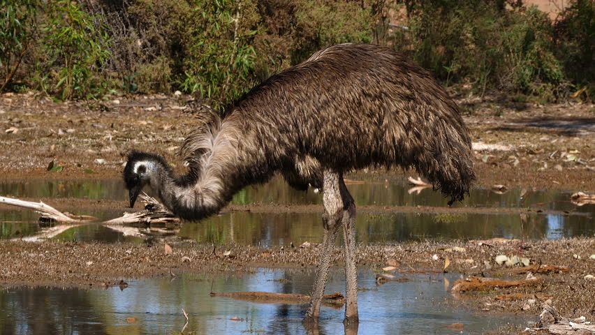 An Australian Emu Walks and Stock Footage Video (100% Royalty-free ...