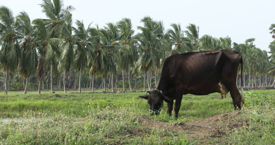 Cow Poop Stock Video Footage - 4K and HD Video Clips | Shutterstock