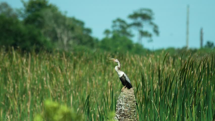 Anhinga image - Free stock photo - Public Domain photo - CC0 Images