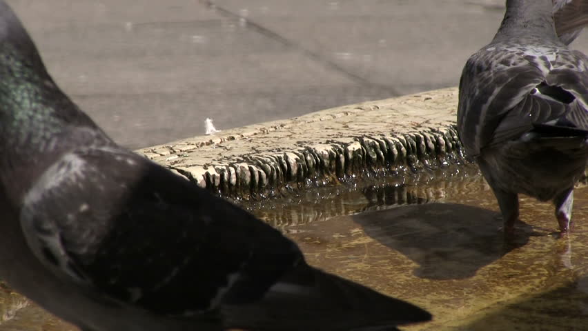 Pigeons splashing in Puddles image - Free stock photo - Public Domain ...