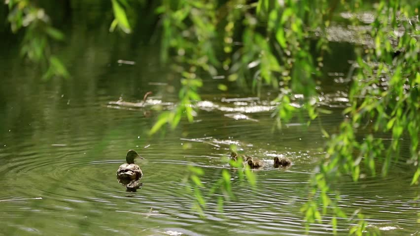 Duck and Ducklings in the pool image - Free stock photo - Public Domain ...