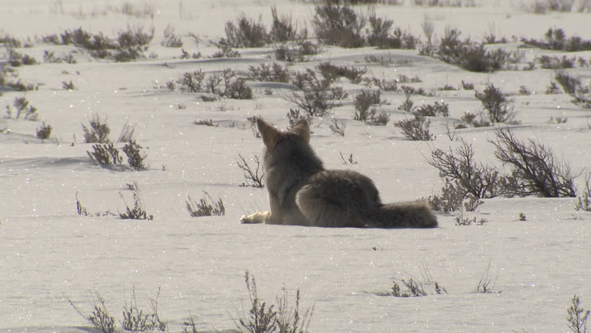 Wolf sitting in the snow image - Free stock photo - Public Domain photo ...