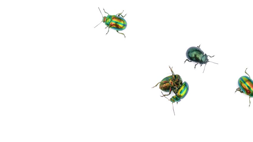 Many Beautiful Beetles Scatter in Stock Footage Video (100% Royalty ...