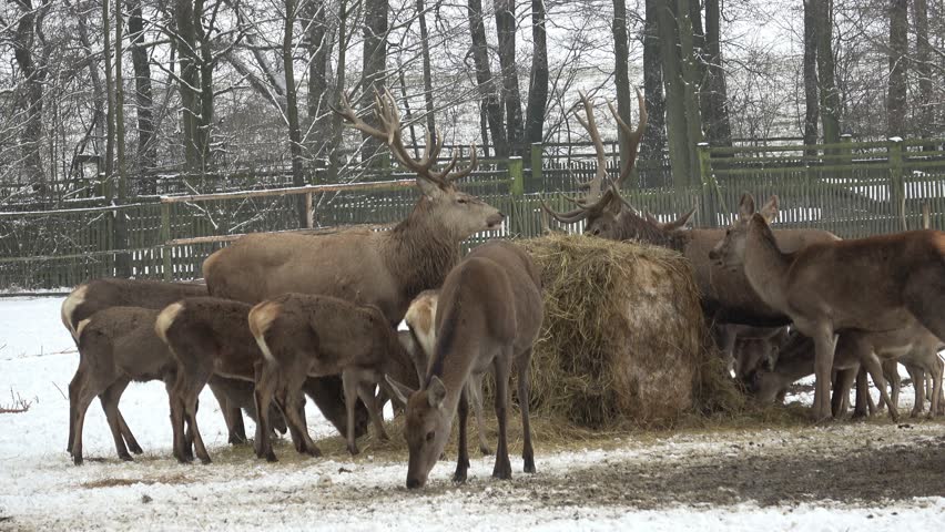 Large herd of Deer image - Free stock photo - Public Domain photo - CC0 ...