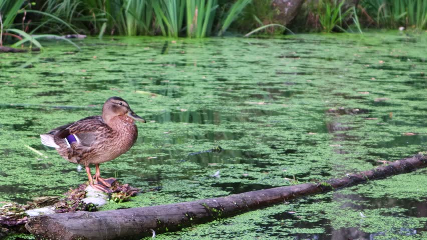 Young Bird standing on log image - Free stock photo - Public Domain ...