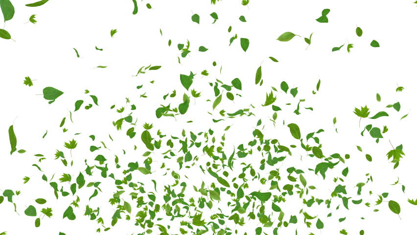 Water Algae 600x View Hd Microscopic Algae Seen At 600 Times