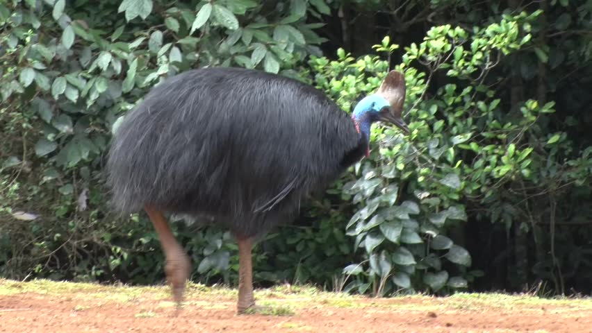 Cassowary image - Free stock photo - Public Domain photo - CC0 Images