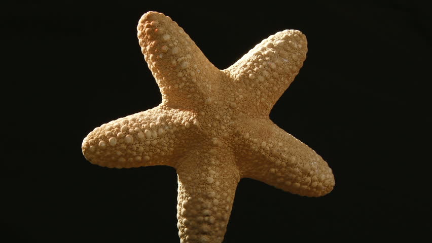 Stock video of petrified starfish, zoom in | 1017325 | Shutterstock