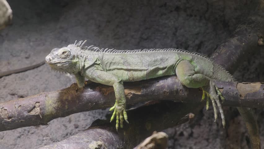 Northern Caiman Lizard image - Free stock photo - Public Domain photo ...