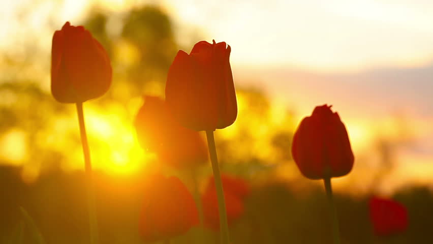 Fire Flower. A Beautiful Red Flower On A Background Of Fiery Sunset ...