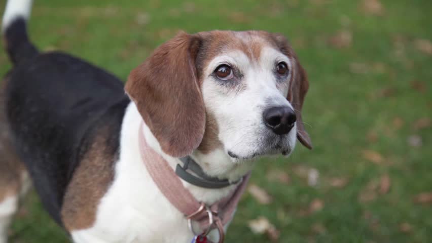 Pet Beagle Puppy Begging 스톡 동영상 비디오(100% 로열티프리) 1021496005 | Shutterstock