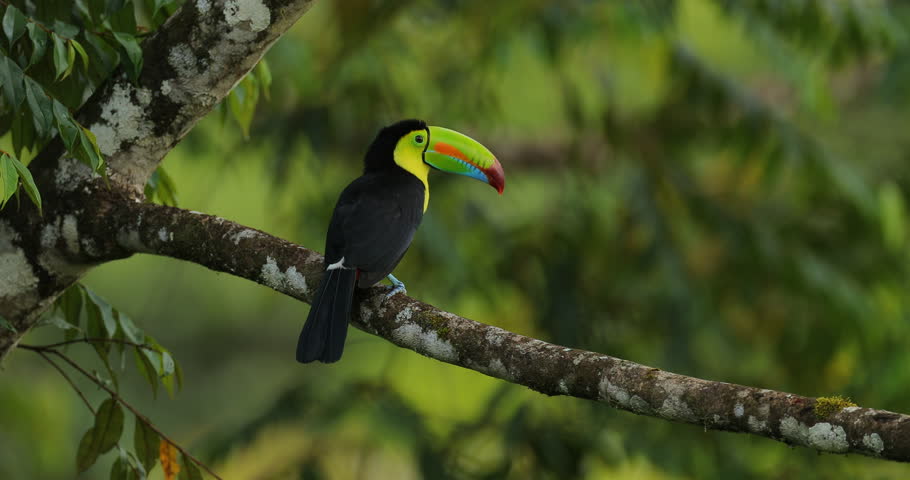 Toucan image - Free stock photo - Public Domain photo - CC0 Images