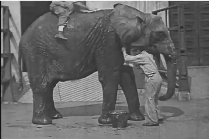 Circa 1920s - Zookeepers Care Stock Footage Video (100% Royalty-free ...