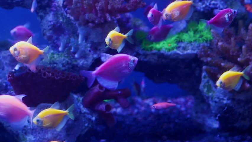 Fluorescent Aquarium Tropical Fish Swim Stock Footage Video (100% ...