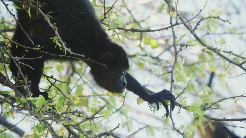 4k Wild Howler Monkeys Foraging Stock Footage Video (100% Royalty-free ...