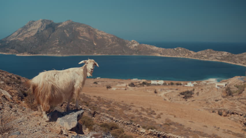 Mountain Goat standing on the rock image - Free stock photo - Public ...